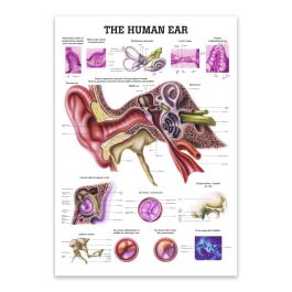 The Human Ear Laminated Anatomical Chart