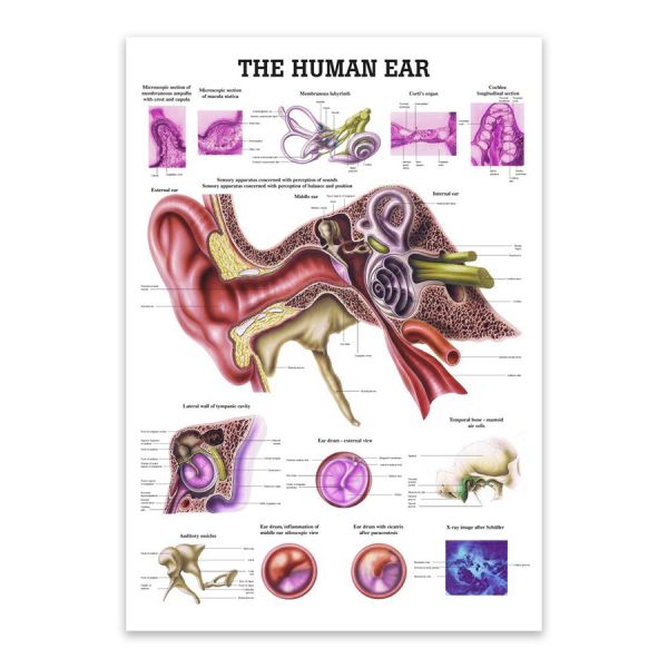 The Human Ear Laminated Anatomical Chart