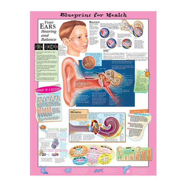 CHART "YOUR EARS, HEARING AND BALANCE" LAMINATED
